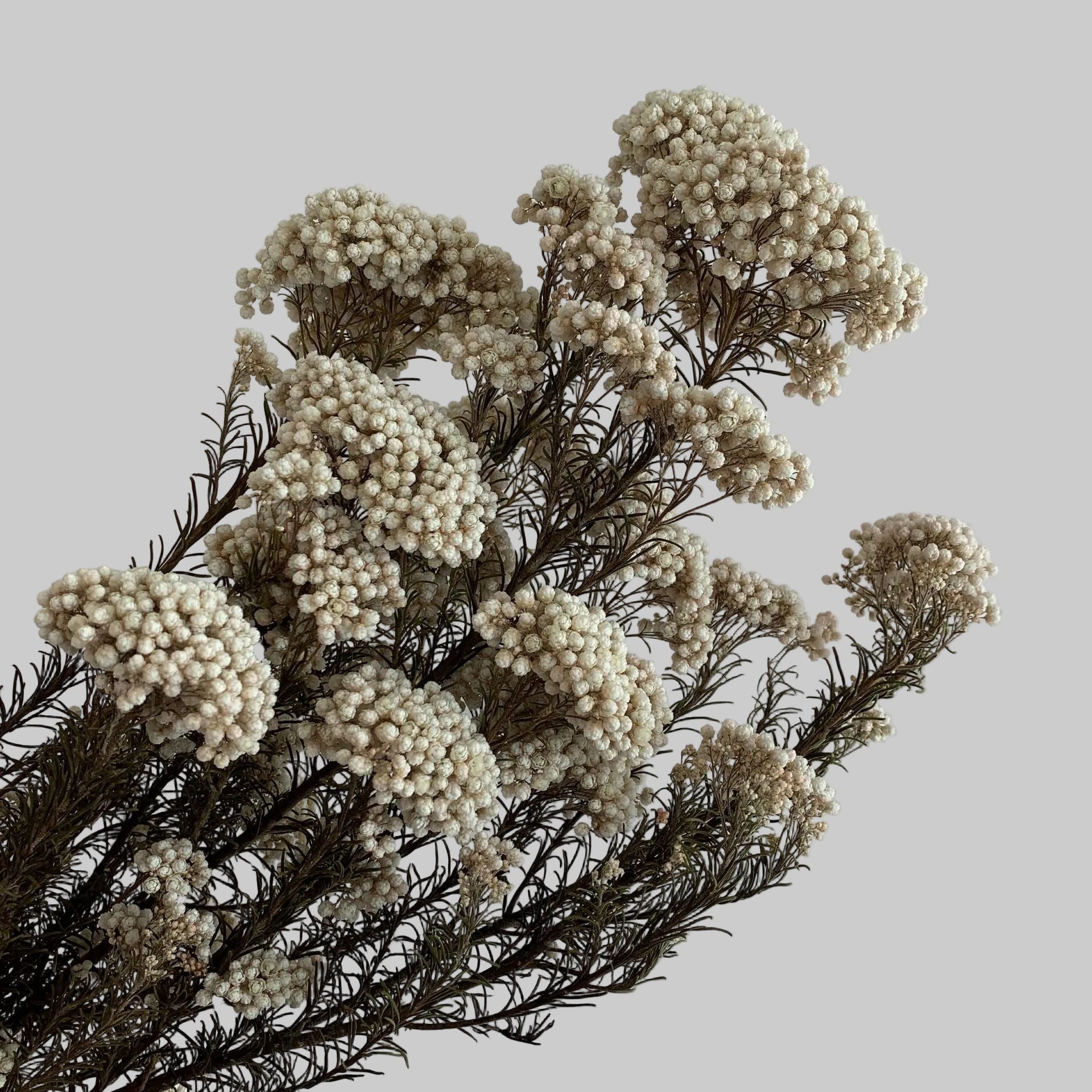 Rice Flower Natural White – Flowers Factory