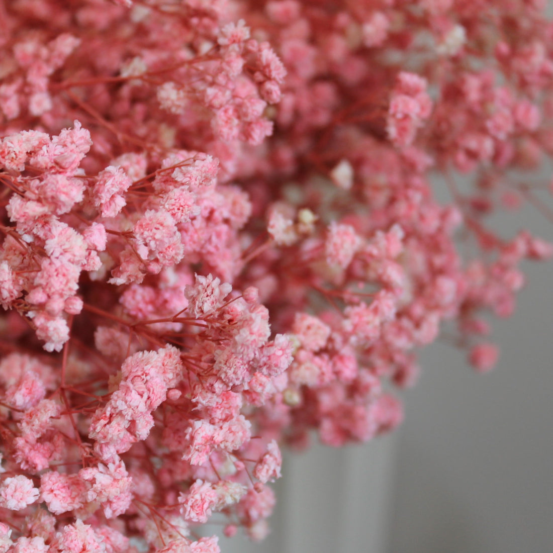 Baby's Breath Pink – Flowers Factory