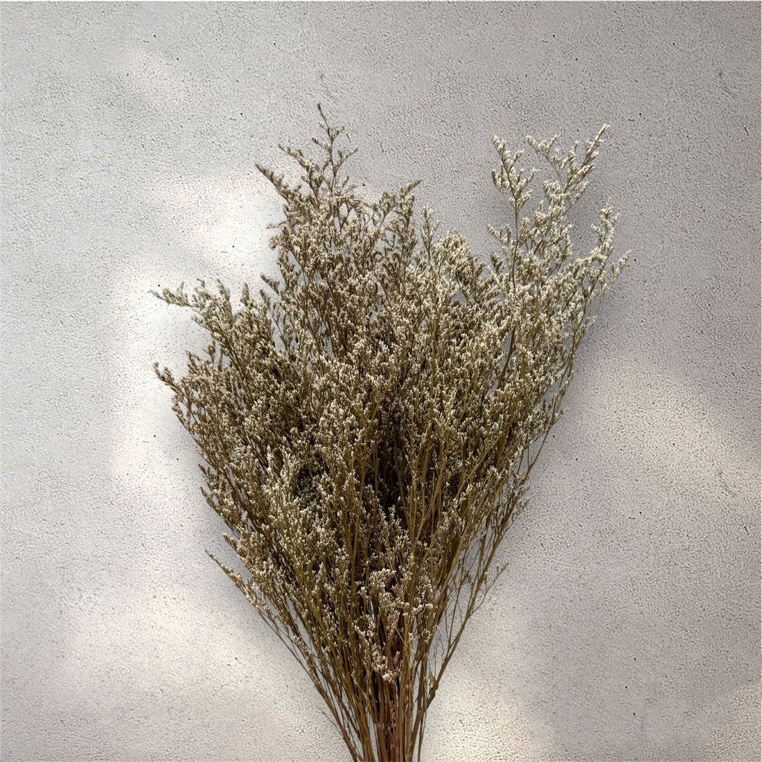 Misty Natural Dried Flowers: Shop Elegant & Natural Dried Floral ...