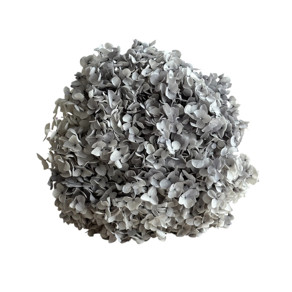Hydrangea Grey Dried Flower | Elegant & Long-Lasting Dried Flowers ...