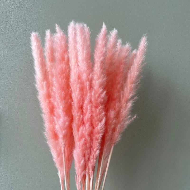 Fluffy Stick Pink Dried Flowers - Wholesale Dried Flowers for Crafts ...