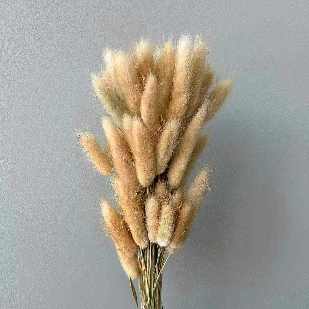 Bunny Tail Natural – Flowers Factory